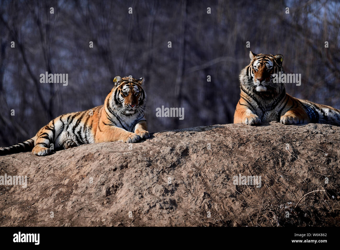 Fat Siberian tigers are pictured in Shenyang Tiger Park of Shenyang ...