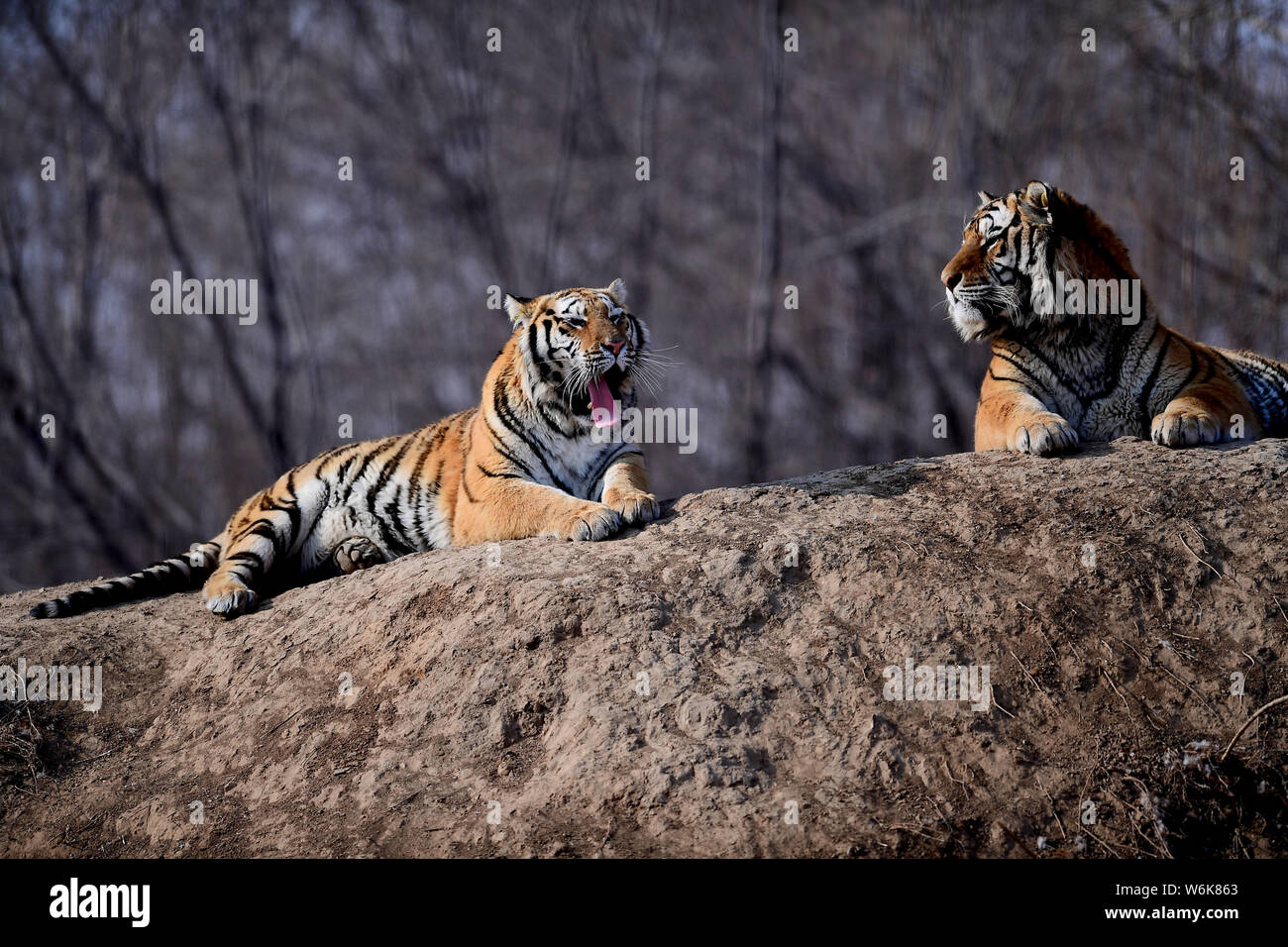 Fat Siberian tigers are pictured in Shenyang Tiger Park of Shenyang ...