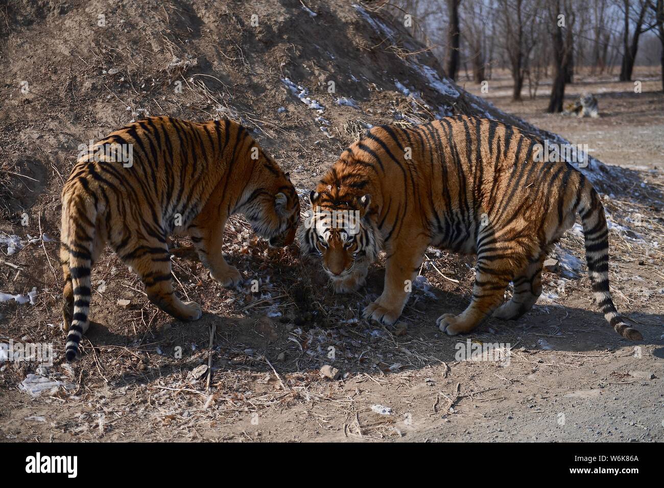 Fat Siberian tigers are pictured in Shenyang Tiger Park of Shenyang ...