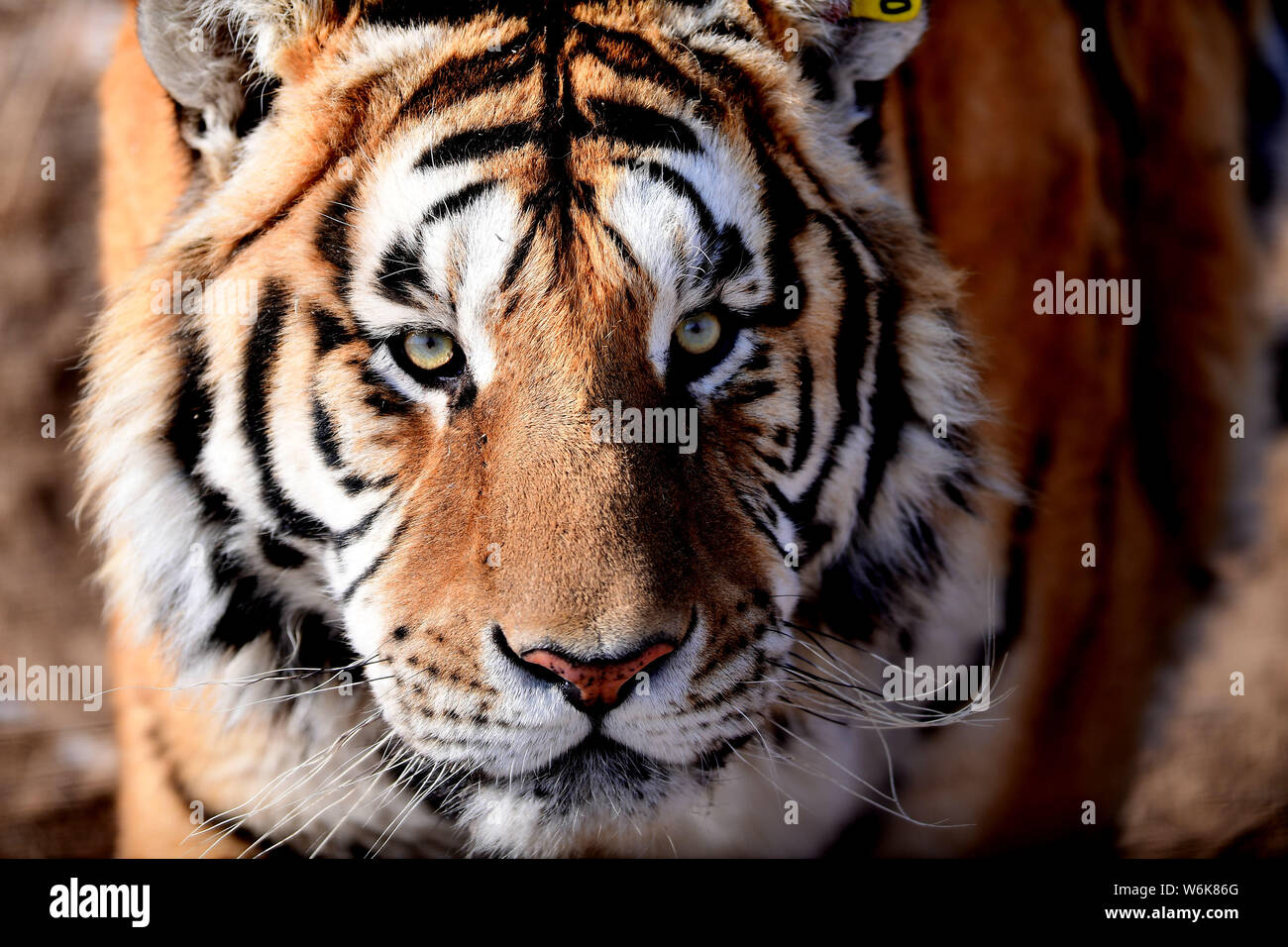 A fat Siberian tiger is pictured in Shenyang Tiger Park of Shenyang ...