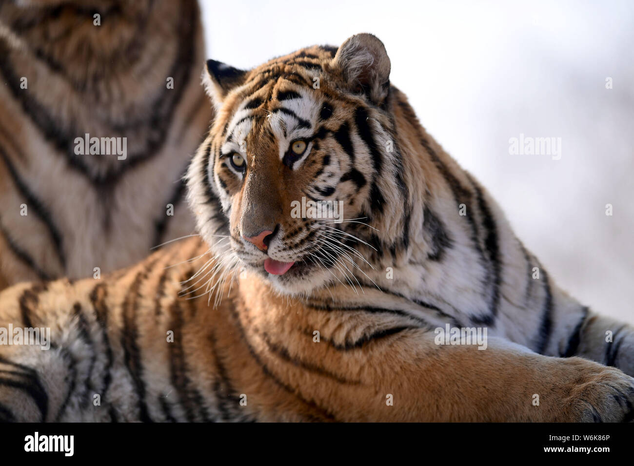 A fat Siberian tiger is pictured in Shenyang Tiger Park of Shenyang ...