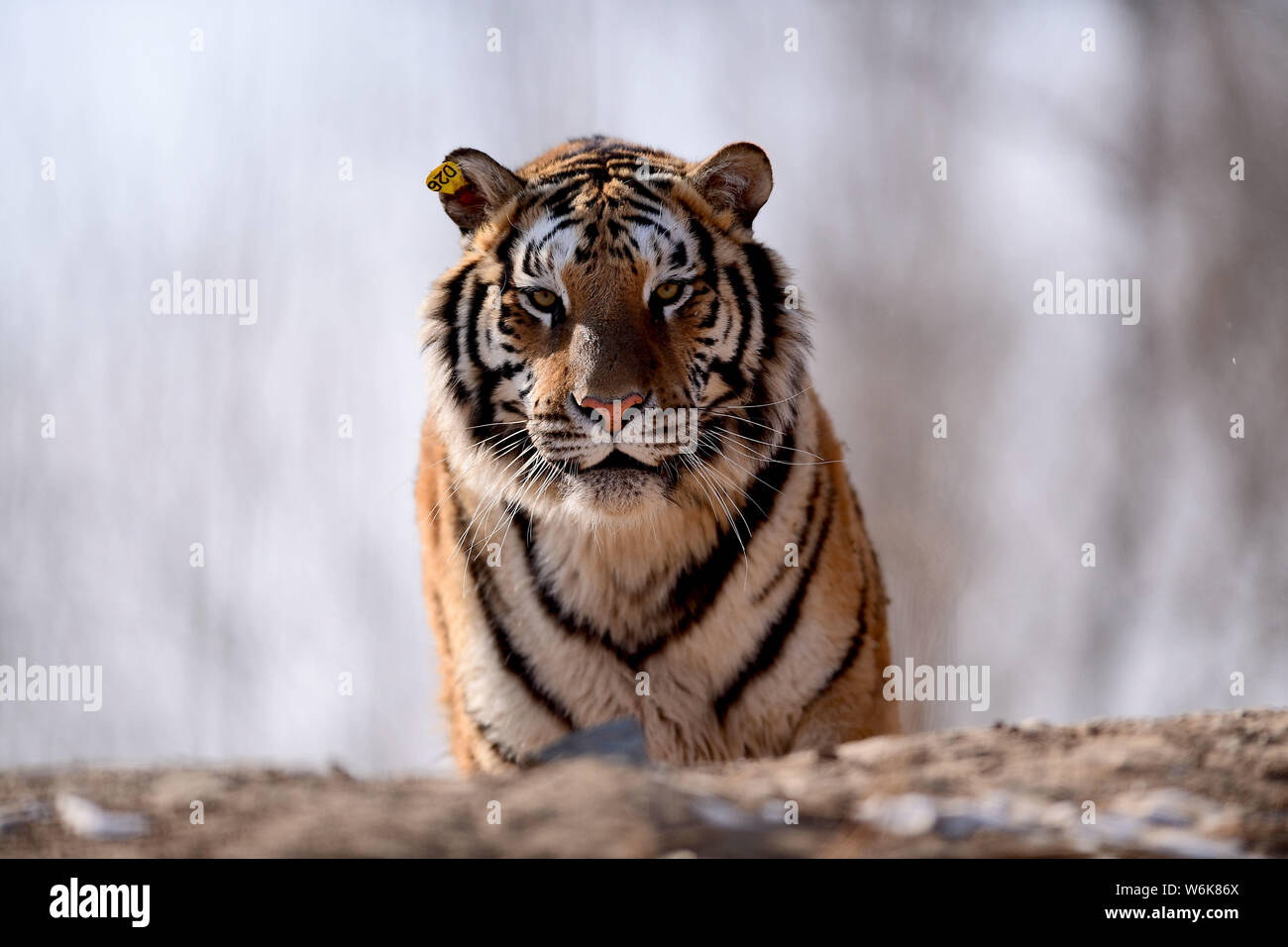 A fat Siberian tiger is pictured in Shenyang Tiger Park of Shenyang ...