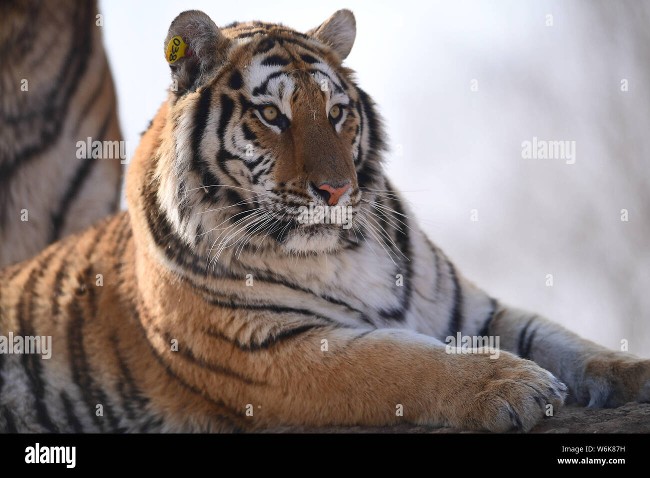 A fat Siberian tiger is pictured in Shenyang Tiger Park of Shenyang ...