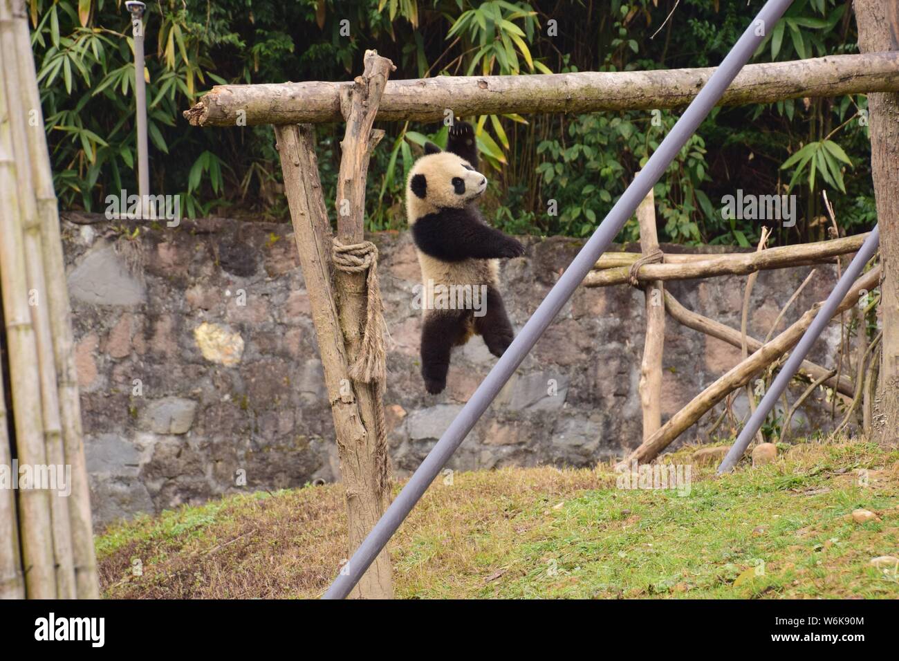 A giant panda cub falls from a beam at a base of the China Conservation ...
