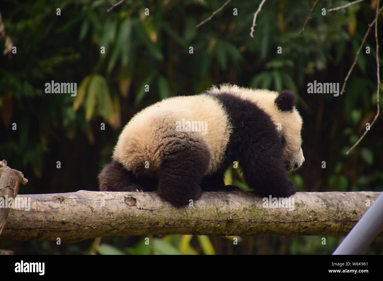 A giant panda cub crawls cautiously on a beam at a base of the China ...