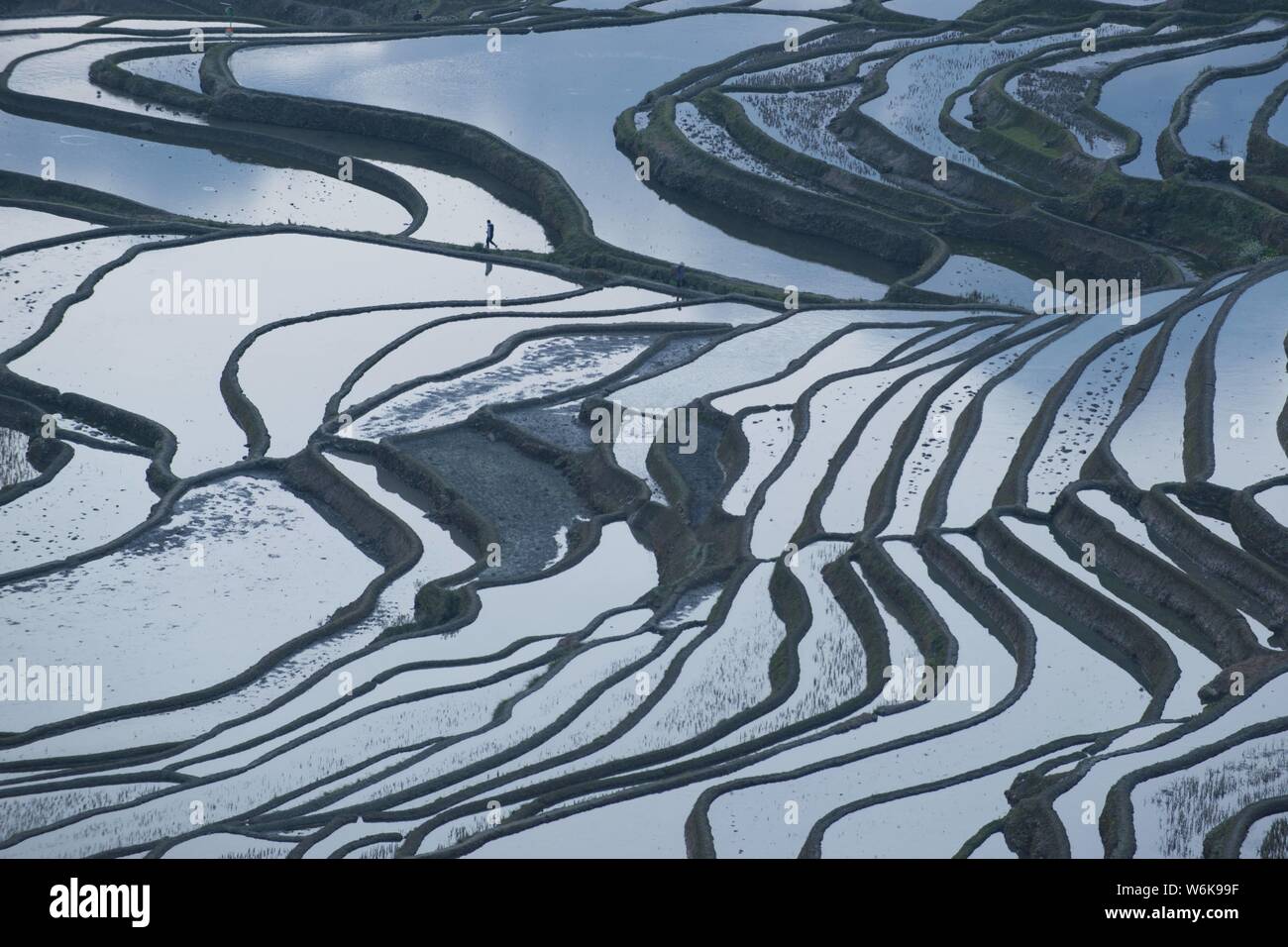 Landscape of terraced rice fields of the Yuanyang rice terraces in the ...
