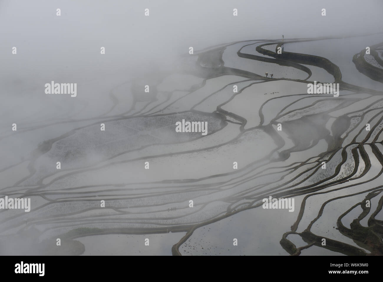 Landscape of terraced rice fields of the Yuanyang rice terraces in the ...