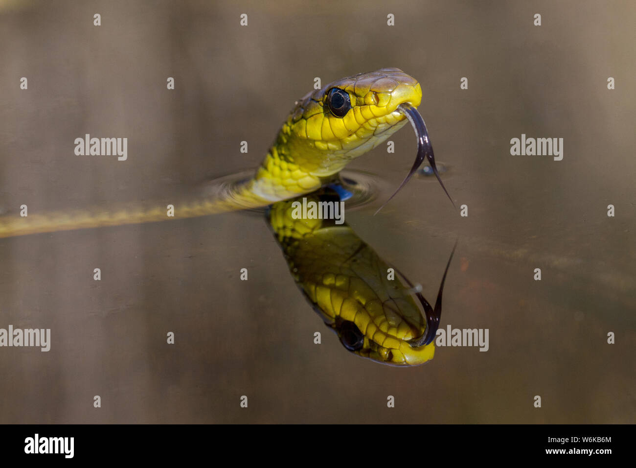 Common Tree Snake swimming Dendrelaphis punctulata Australia Stock ...