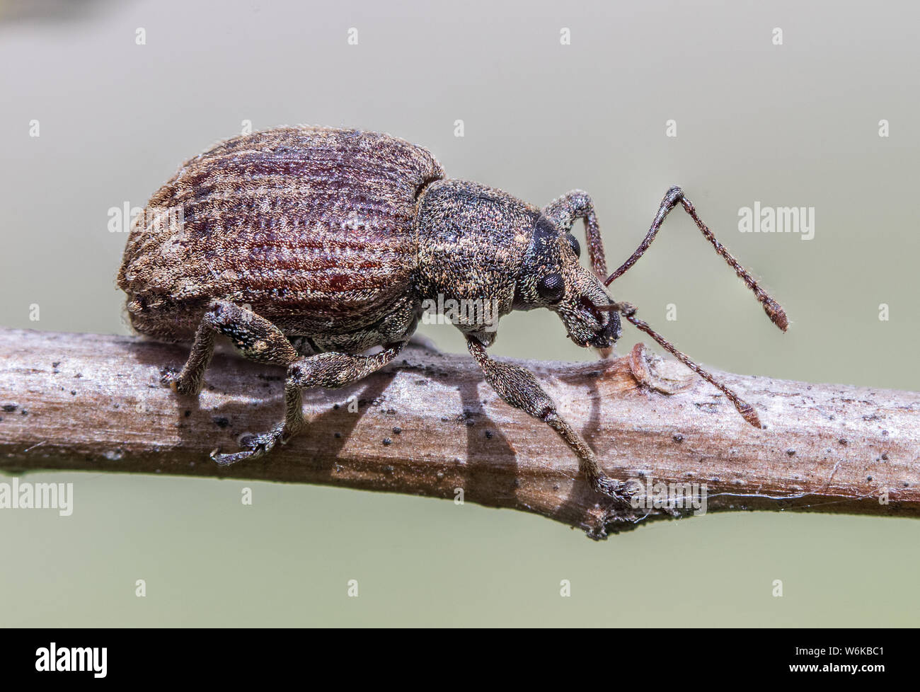 Curculionoidea beetle hi-res stock photography and images - Alamy