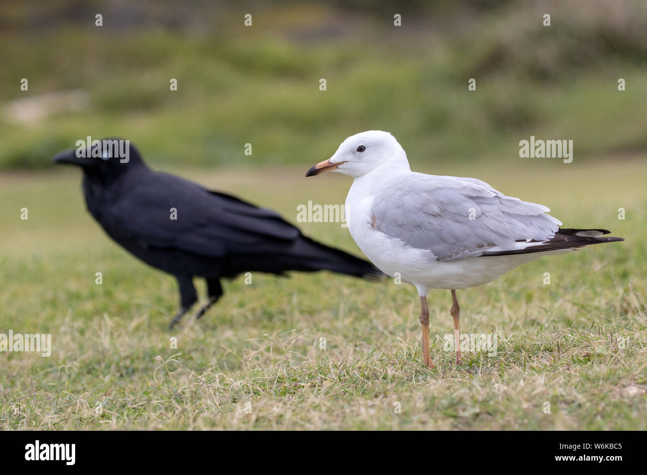 Australian Raven and Silver Gull Stock Photo - Alamy