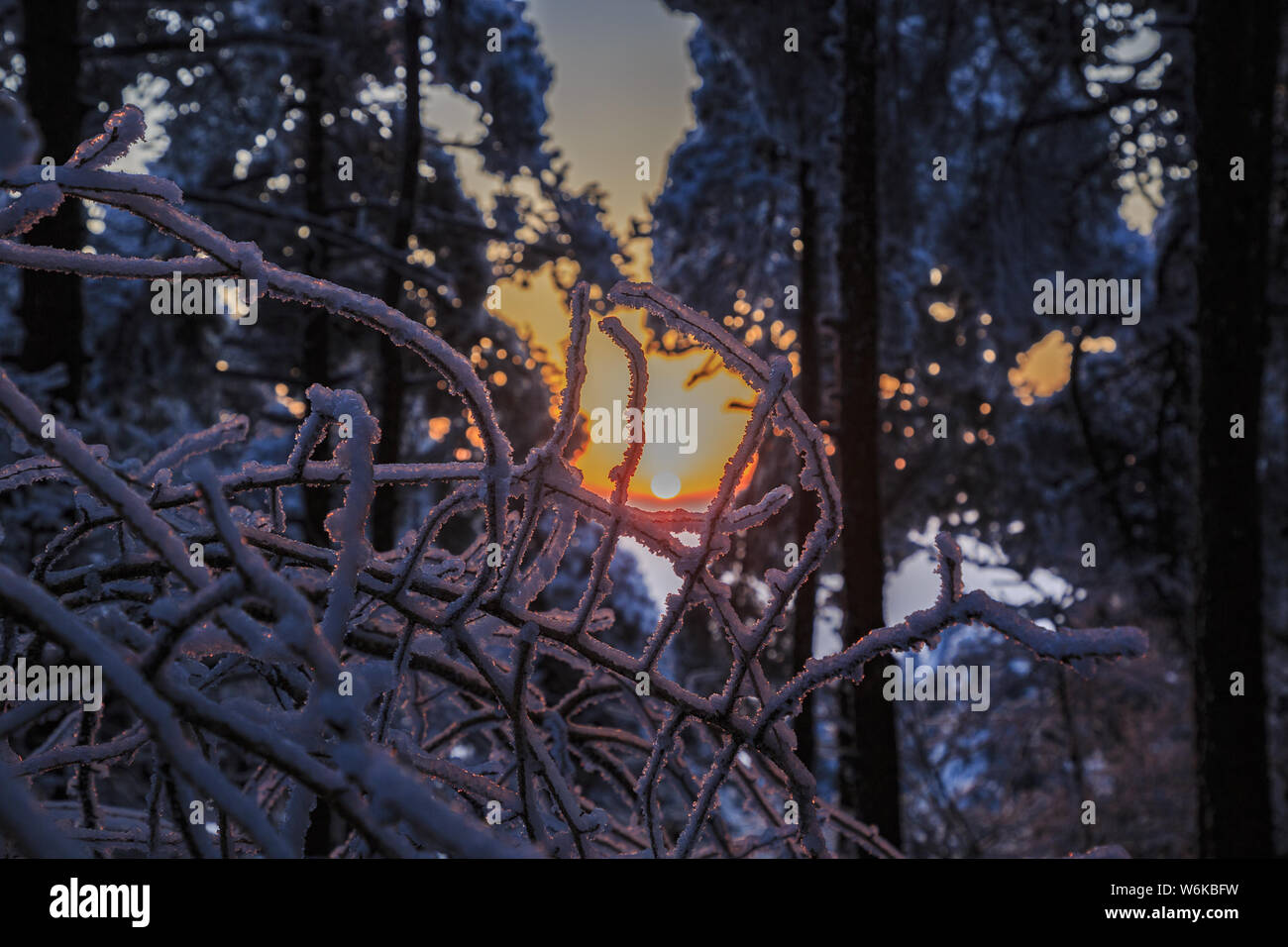 Landscape of rime and snow-covered trees after a snowfall at the Huangshan Mountain scenic spot ...