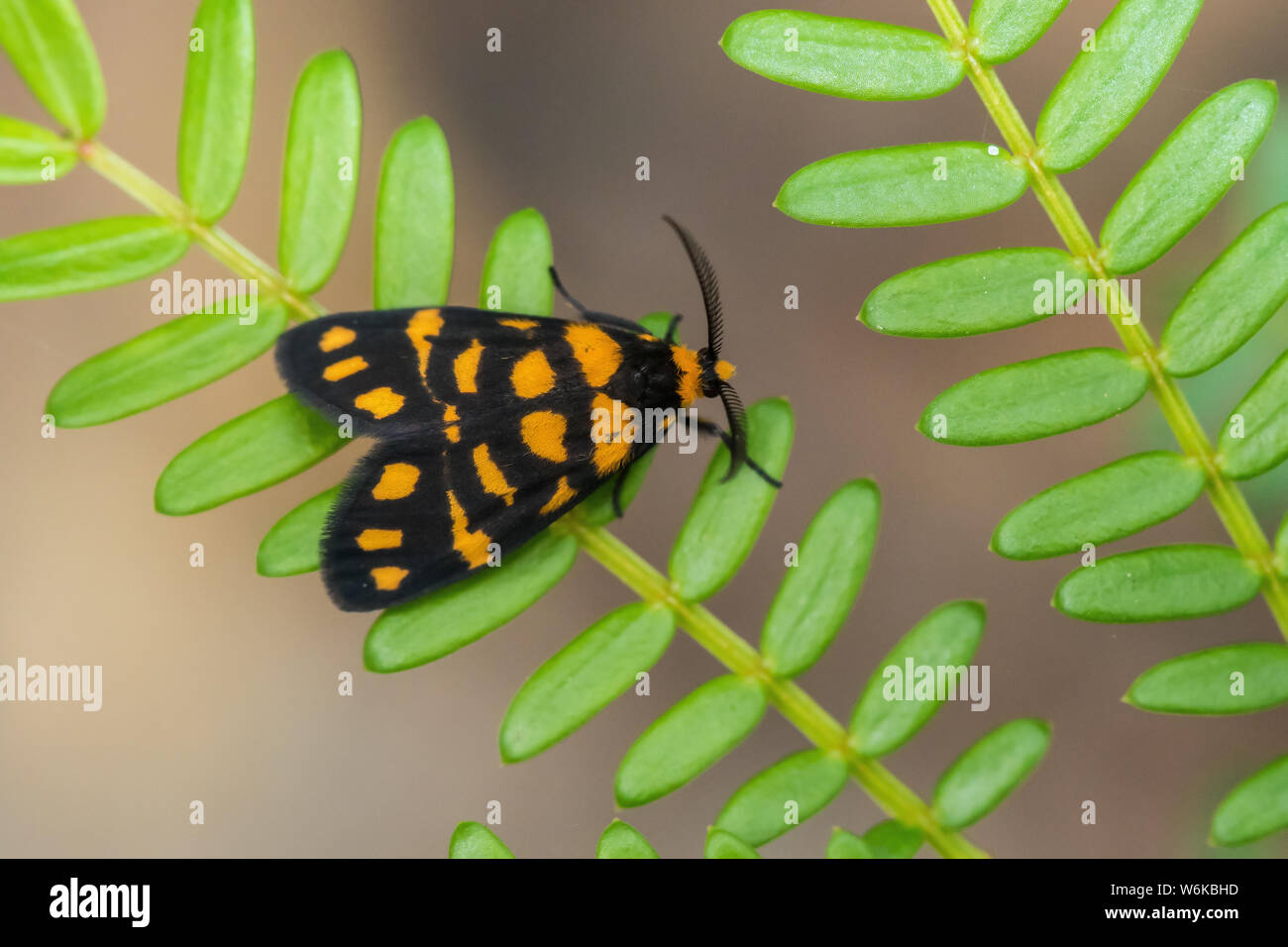 Orange Shouldered Wasp Moth on fern leaf Stock Photo - Alamy