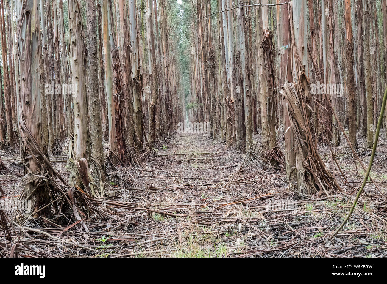 Eucalyptus tree plantation Victoria Australia Stock Photo - Alamy