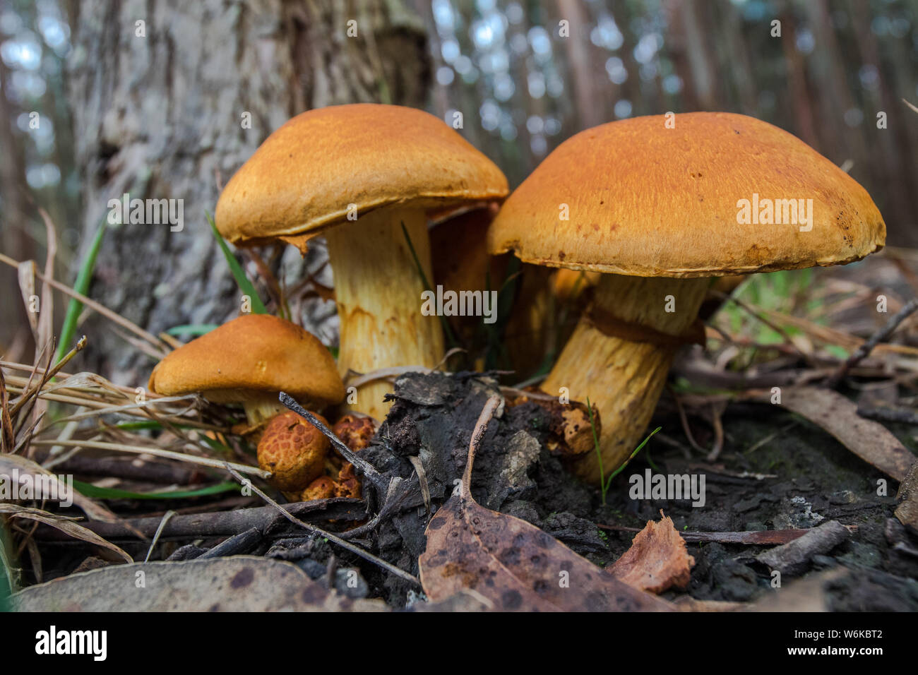 Orange toadstools hi-res stock photography and images - Alamy