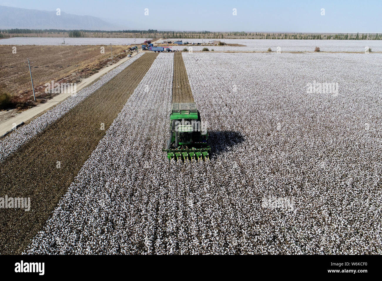 A reaping machine harvests cotton in the field in a village in Bohu ...