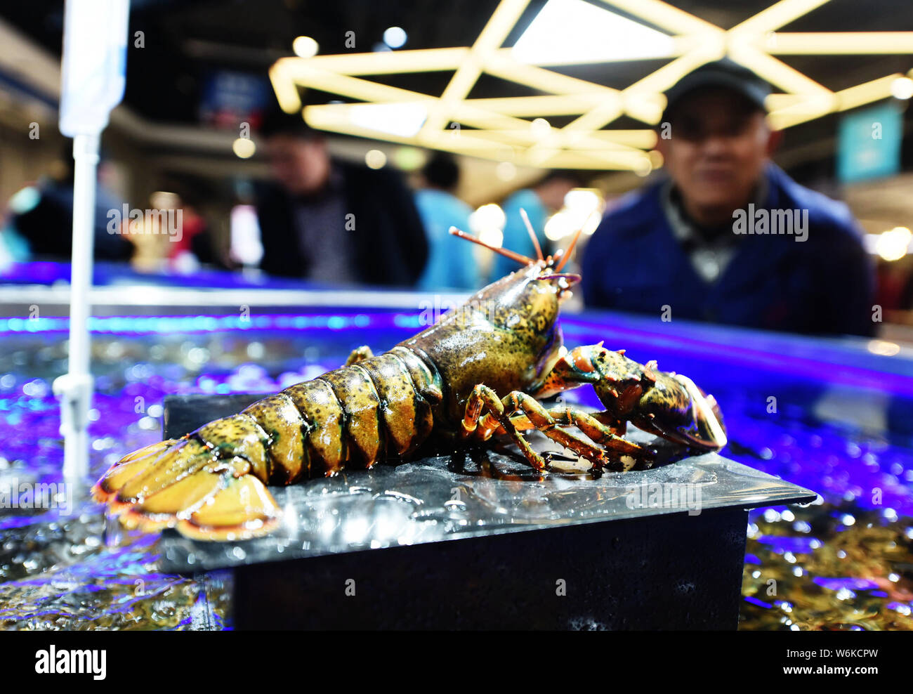 A Boston lobster is displayed at the new flagship store of O2O fresh ...