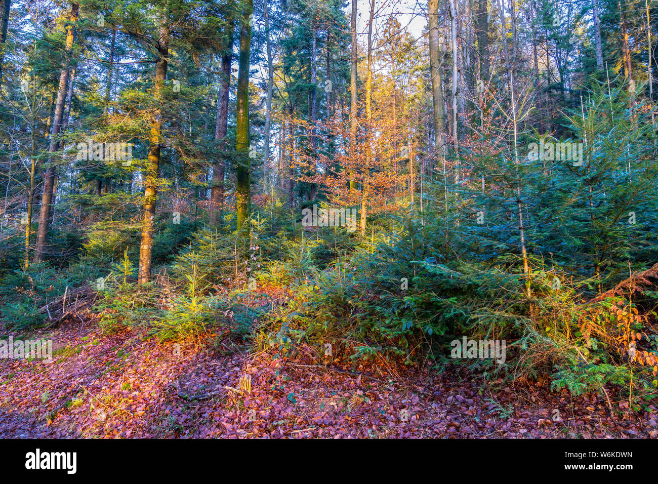 Enchanted forest in sunset light Stock Photo - Alamy