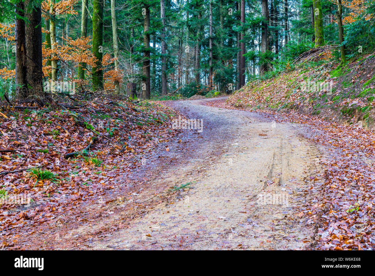 Curved forest trail through magic black forest nature Stock Photo - Alamy