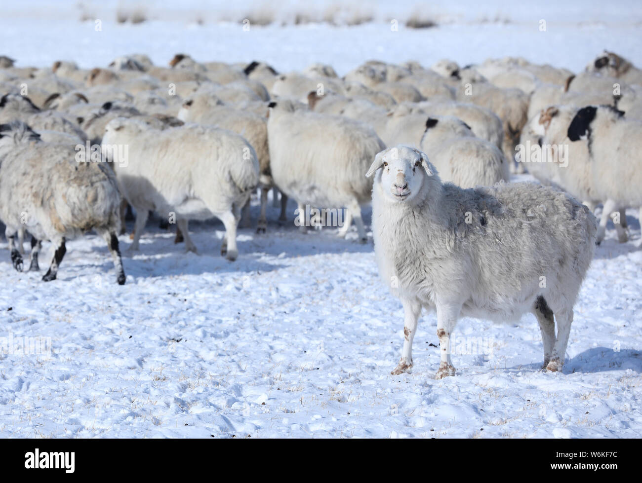 Flocks of sheep are pictured on the grassland in Xilingol League, north ...