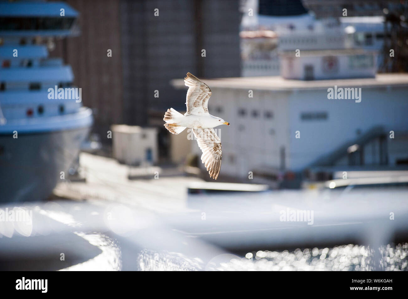Seagull flying over harbor with blurred ferry on background Stock Photo ...