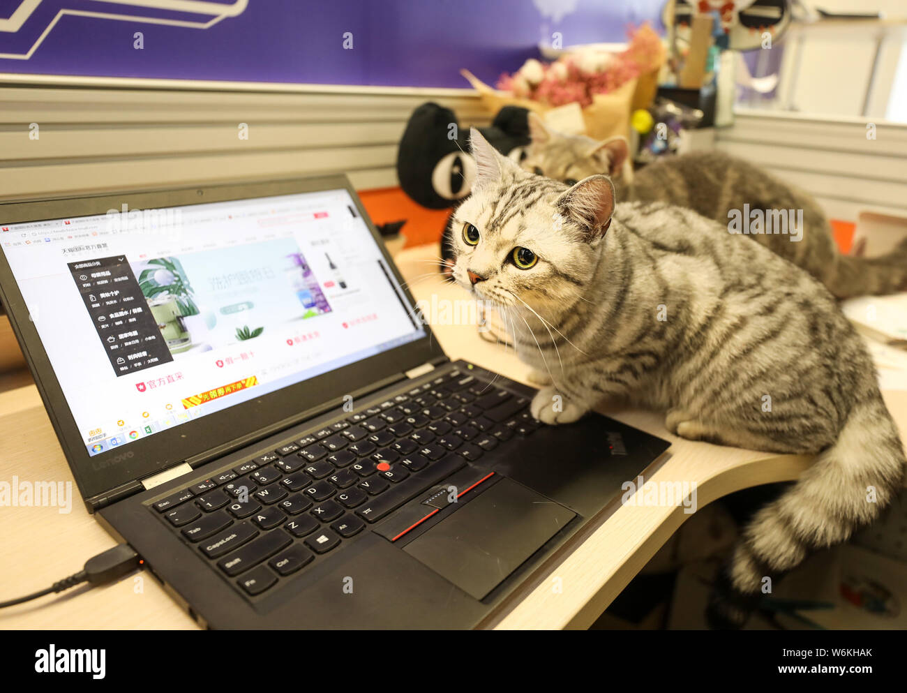 A cat model to pose for photos with cosmetics and perfume of foreign ...