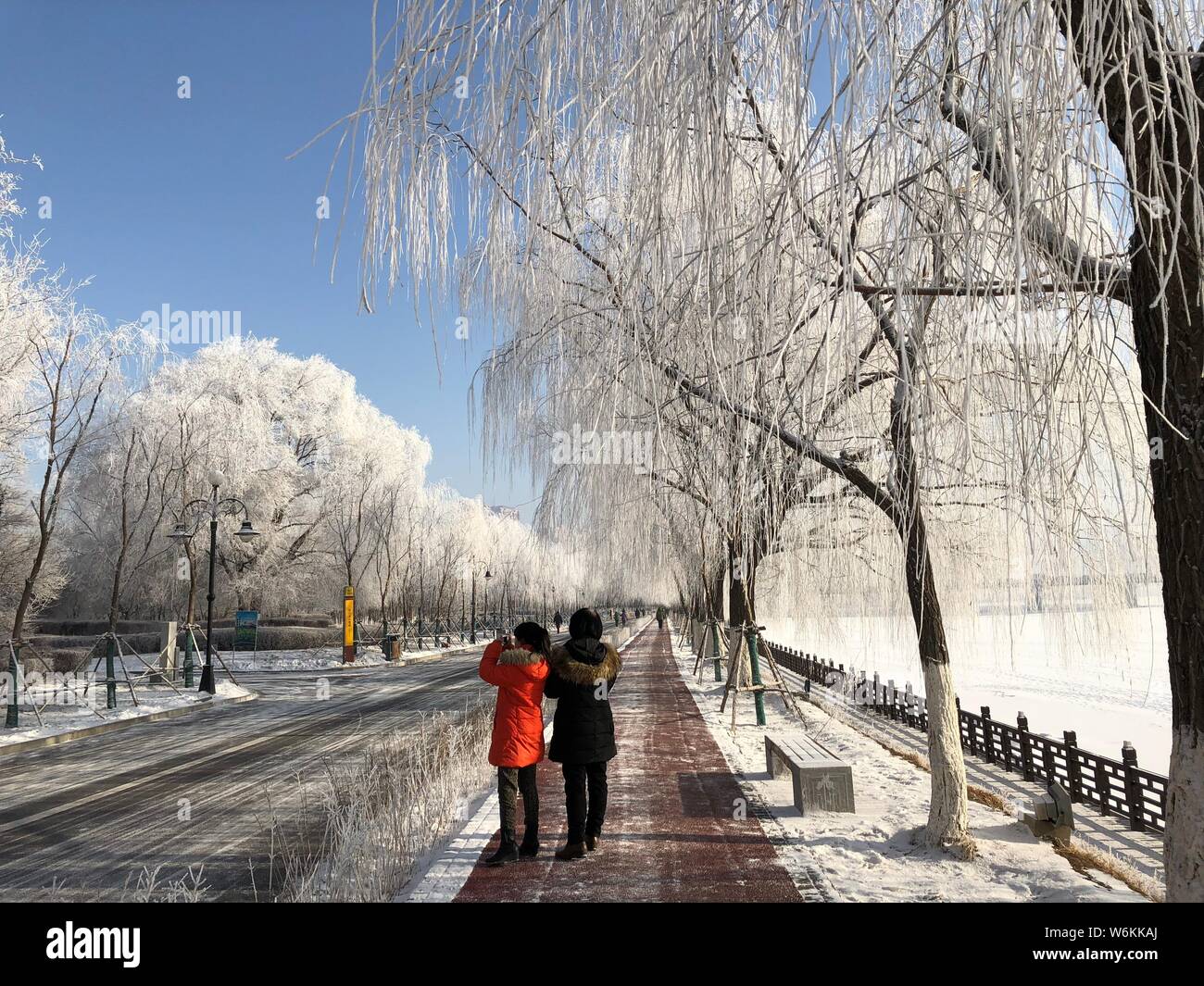 Rime-covered trees are pictured along a frozen river in Shenyang city ...