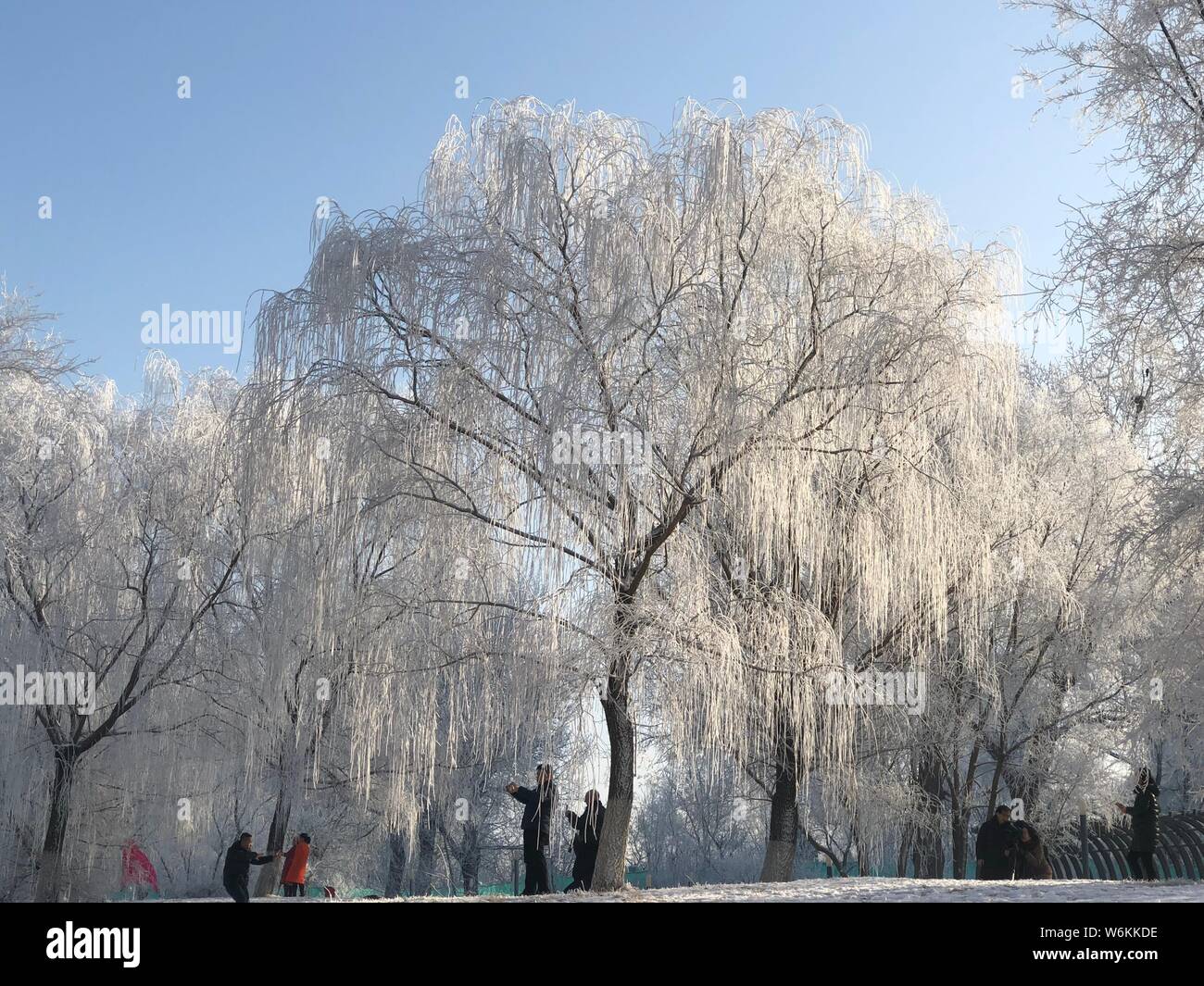 Rime-covered trees are pictured along a frozen river in Shenyang city ...