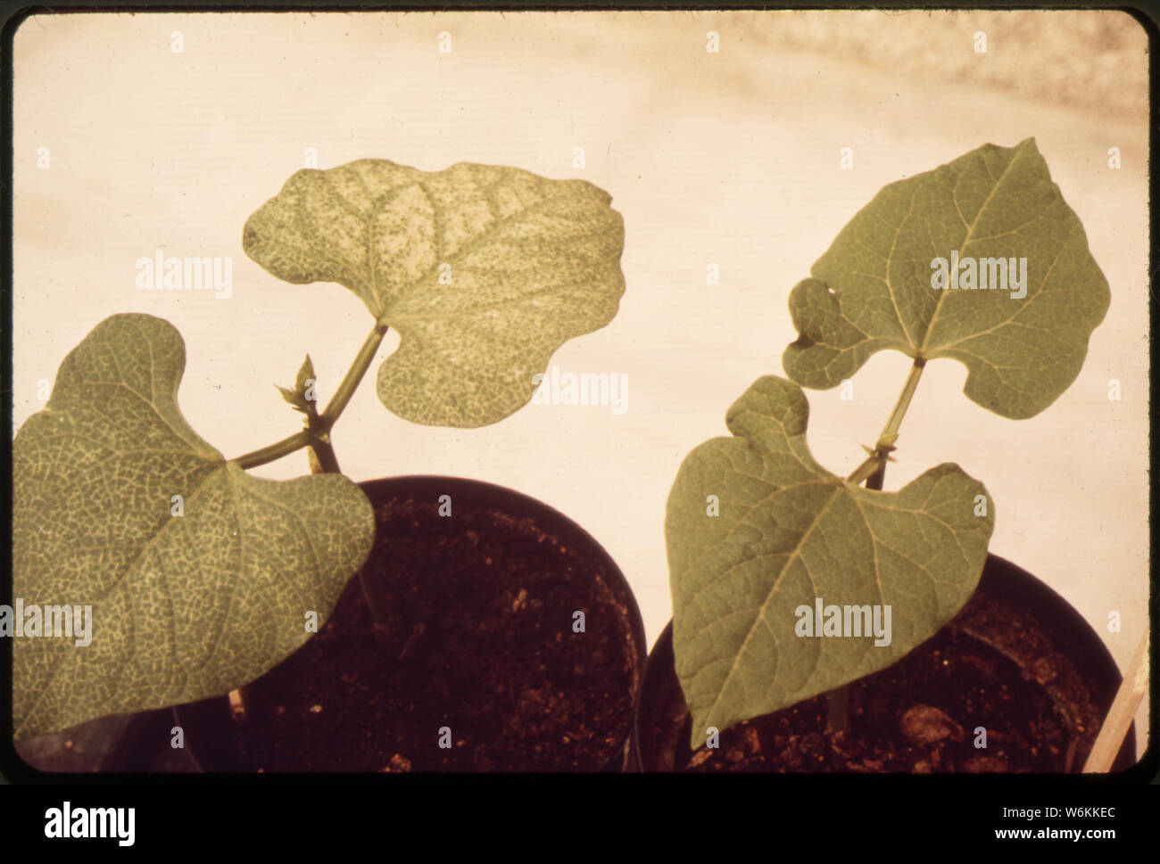 SMOG-DAMAGED AND CLEAN PLANTS SHOWN TOGETHER AT THE STATEWIDE AIR ...