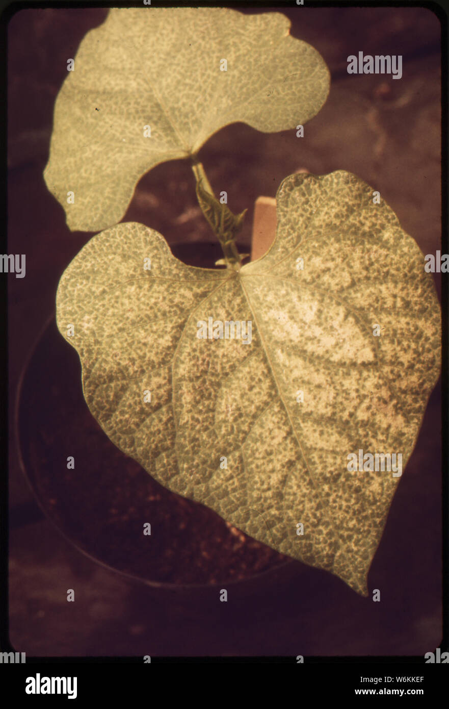 SMOG-DAMAGED PLANT AT THE STATEWIDE AIR POLLUTION RESEARCH CENTER ...