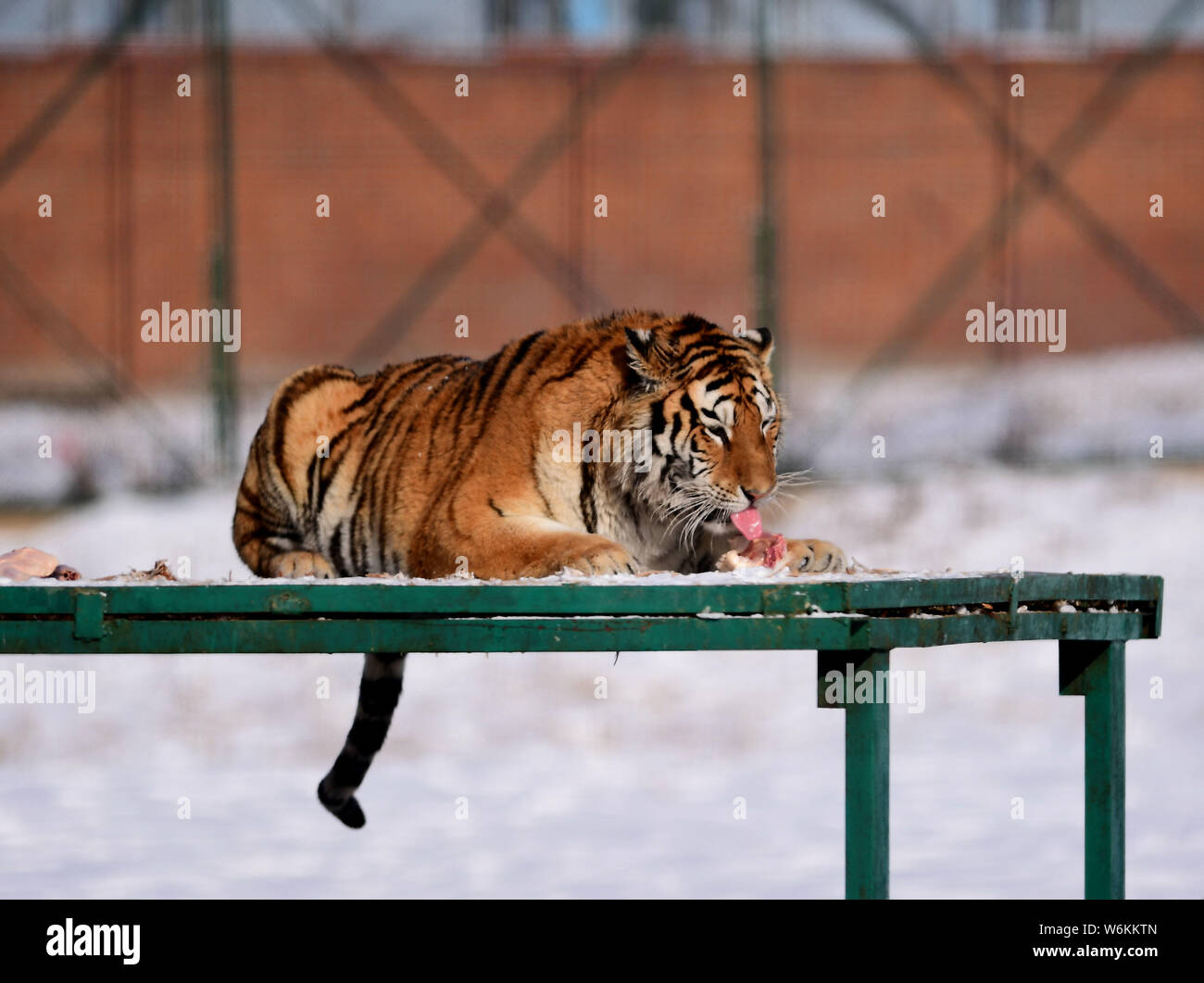 A fat Siberian tiger plays in the snow in Shenyang Tiger Park of ...