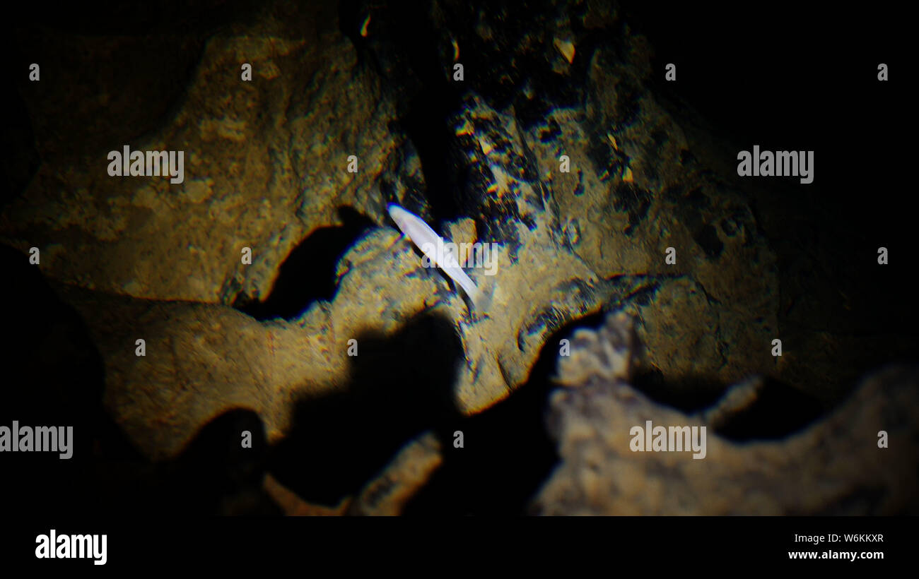 Blind cave fish hi-res stock photography and images - Alamy