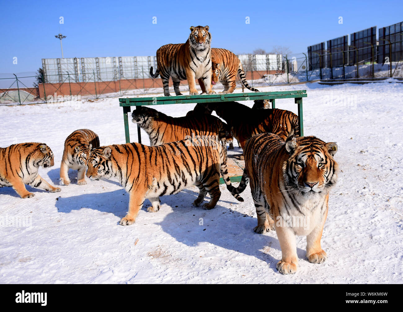 Fat Siberian tigers play in the snow in Shenyang Tiger Park of Shenyang ...