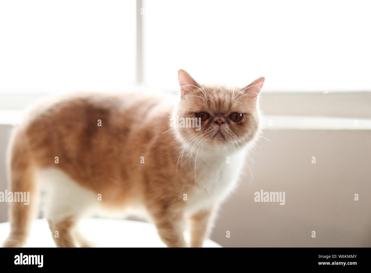A cat model poses for photos with cosmetics and perfume of foreign ...