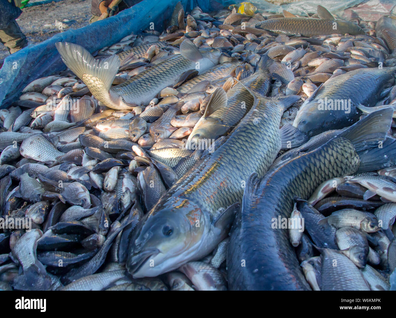 Chinese fishmen harvest fishes during the winter fishing season at the ...