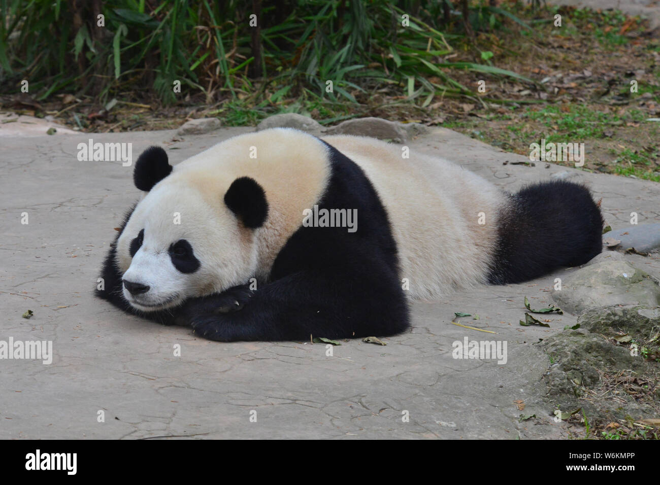 --FILE--A giant panda cub acts cute at a base of China Conservation and ...
