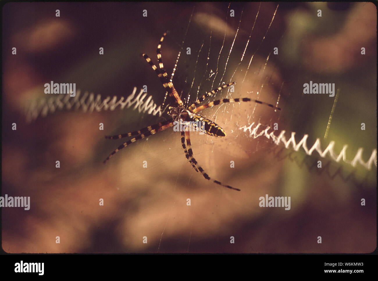 SPIDER MAKING HIS WEB Stock Photo - Alamy