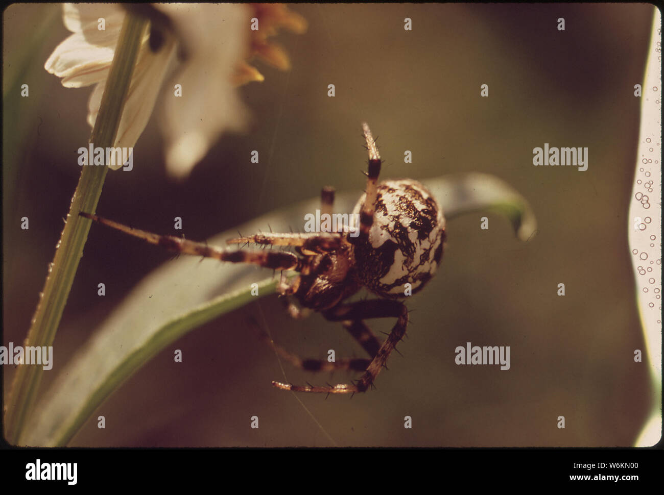 SPIDER AND WILD FLOWER Stock Photo - Alamy