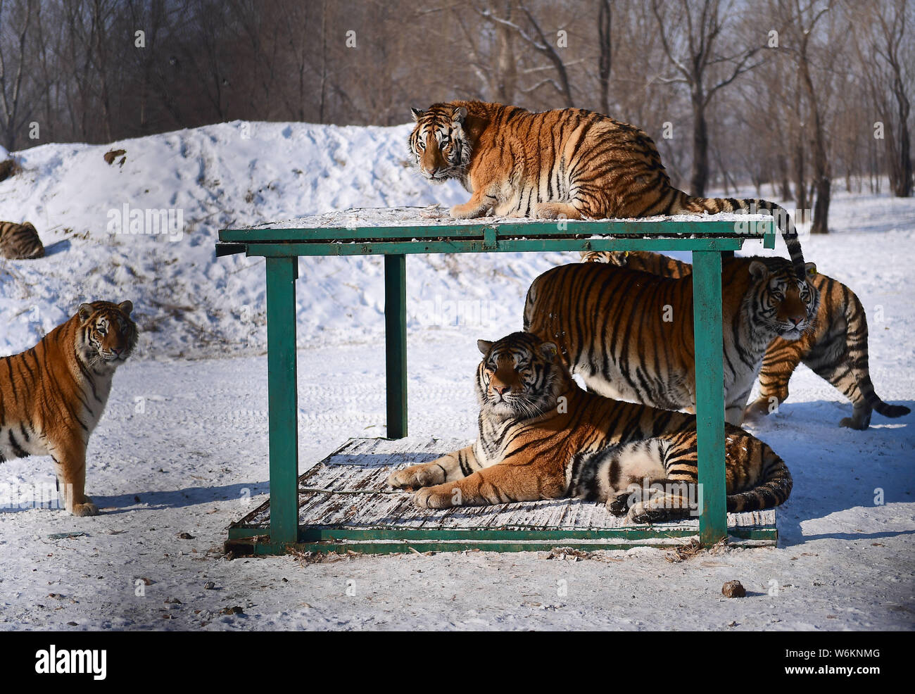 Fat Siberian tigers play in the snow in Shenyang Tiger Park of Shenyang ...