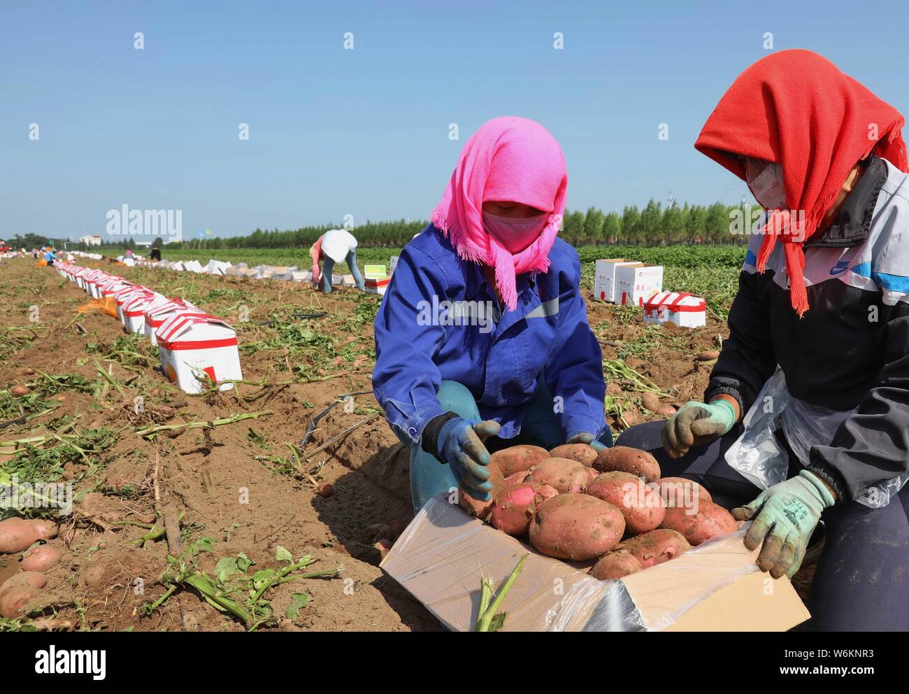 1st early potatoes hi-res stock photography and images - Alamy