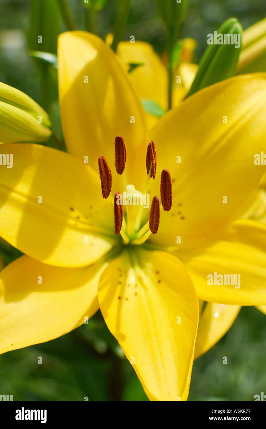 Beautiful blooming yellow lilia flower close up Stock Photo - Alamy