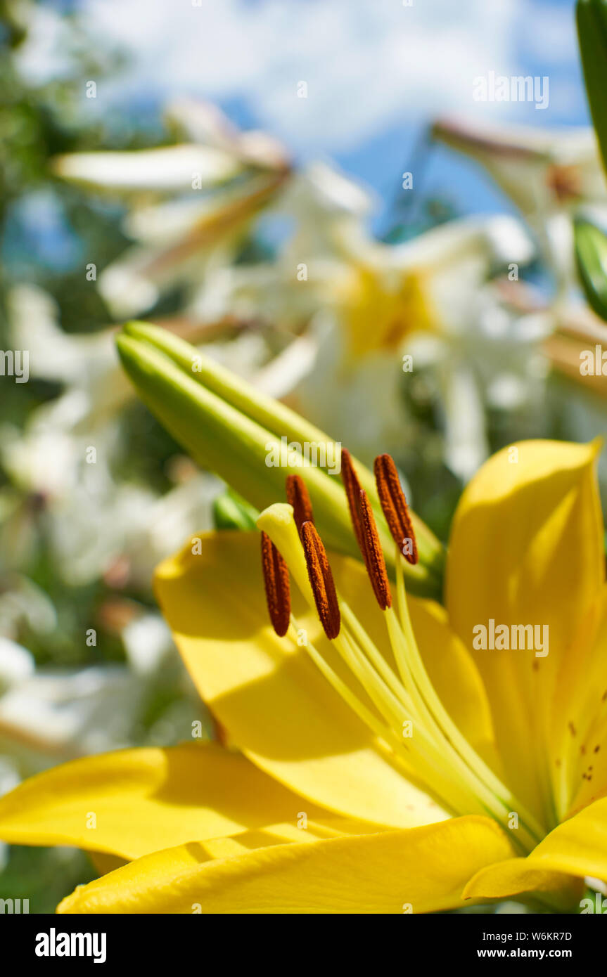 Lilia hi-res stock photography and images - Alamy