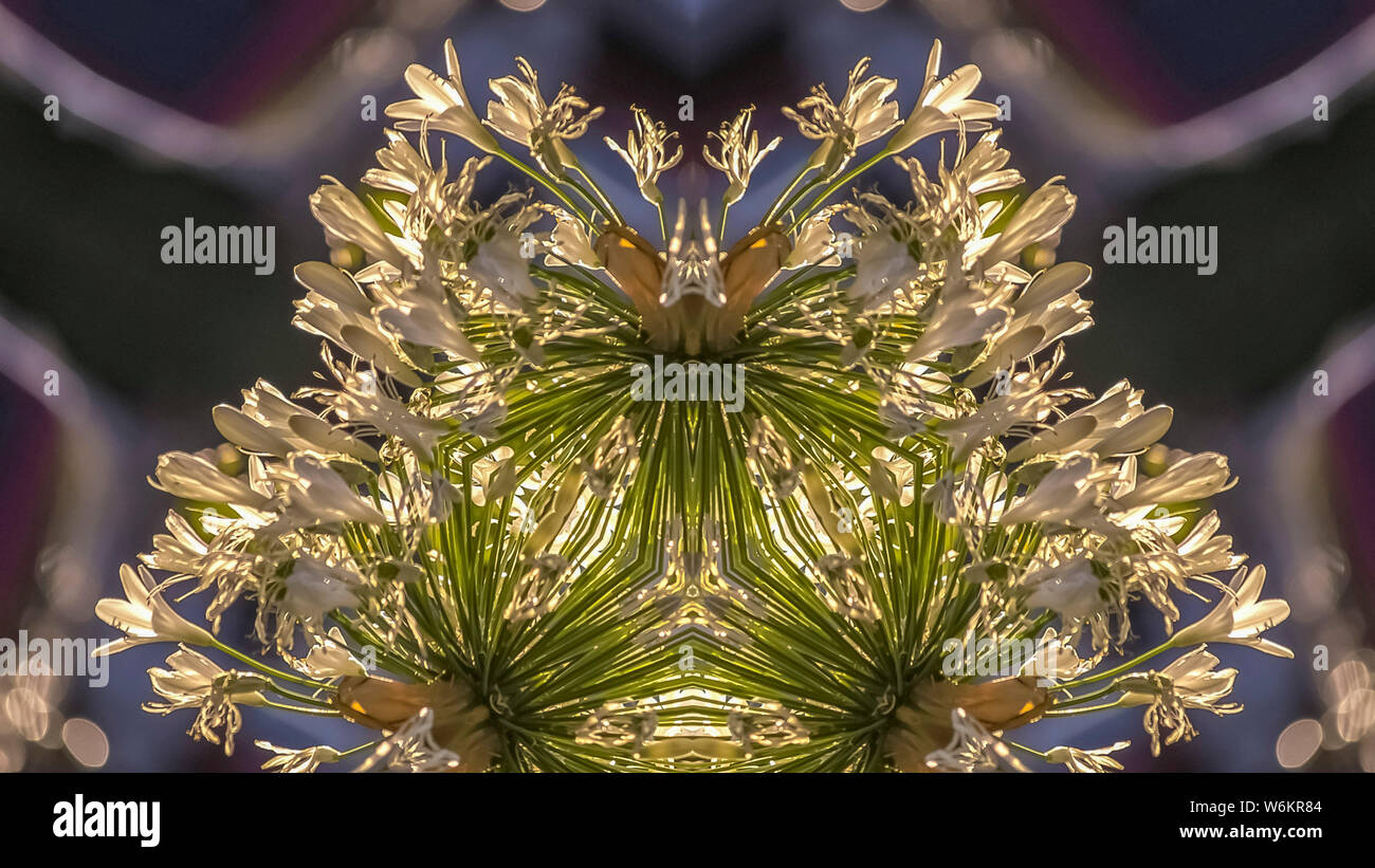 Panorama frame Reflective design of flowers in California with white ...