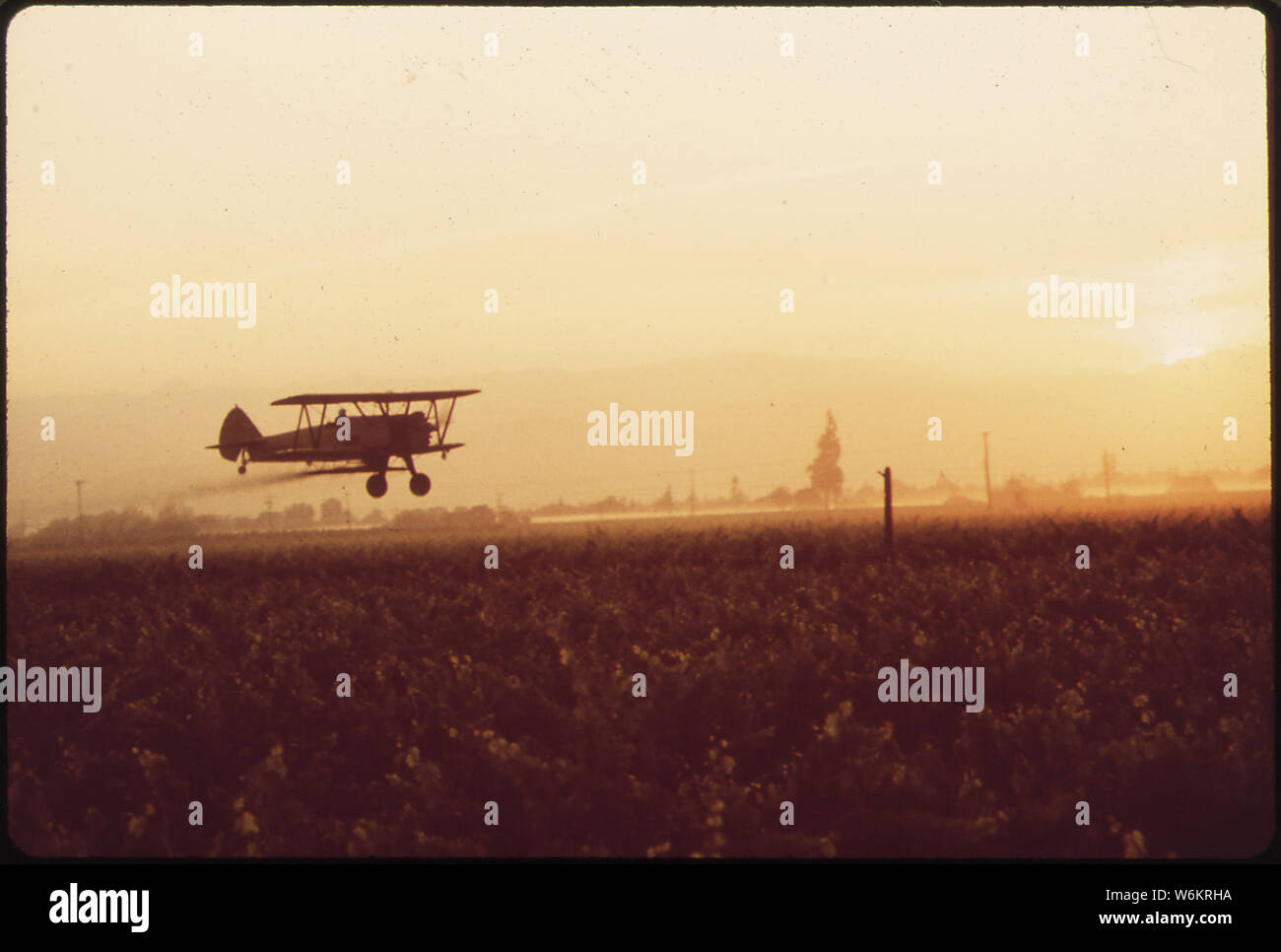 SULFUR-DUSTING OF GRAPE VINES; General notes: Fresno, California Stock ...