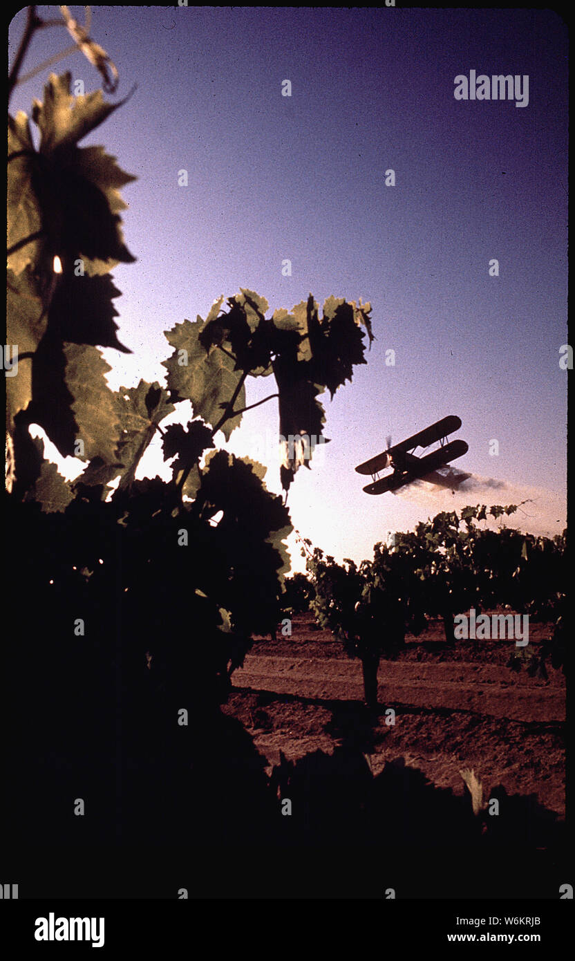 Sulfur dusting of grape vines hi-res stock photography and images - Alamy