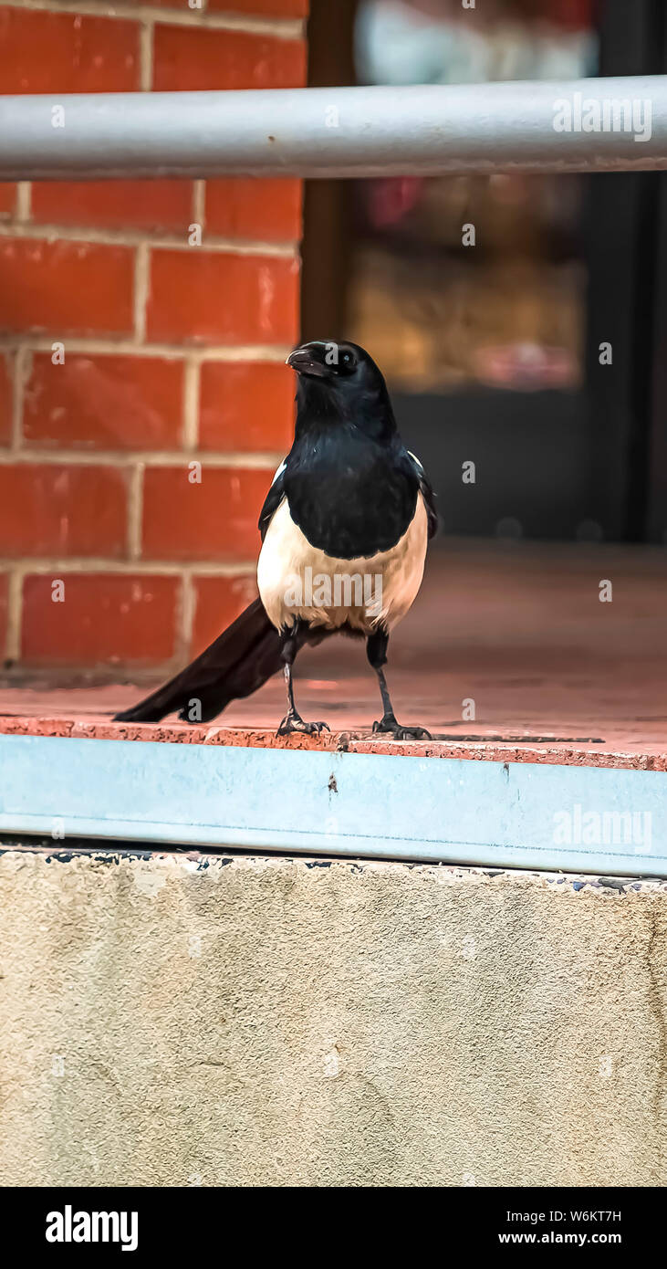 Vertical Close up view of a small bird beside the red brick wall of a ...