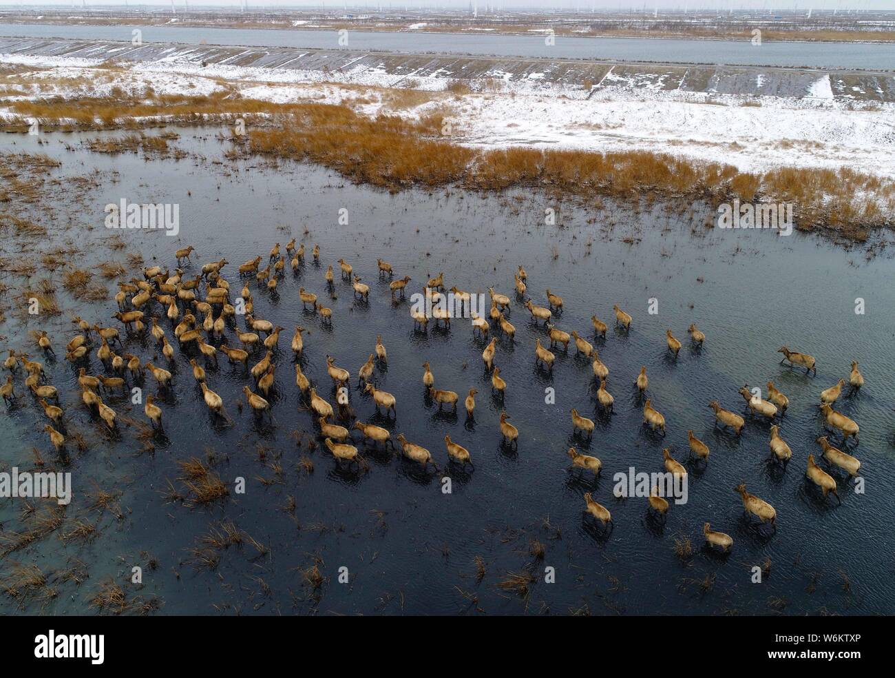 Aerial view of a flock of Pere David's deer, also known as the milu or ...