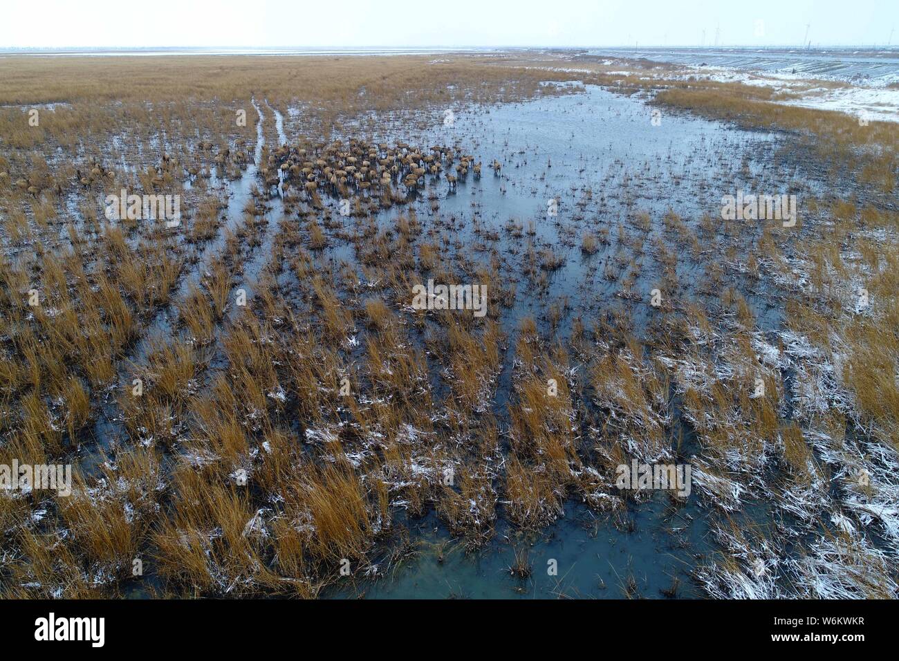 Aerial view of a flock of Pere David's deer, also known as the milu or ...