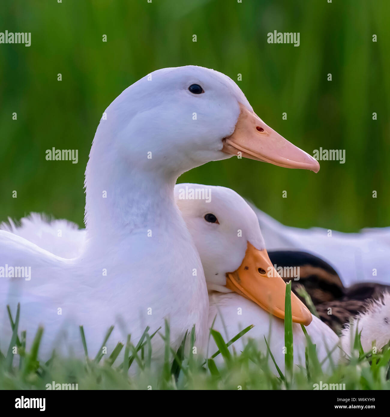 Square frame Close up view of ducks with white feathers and yellow beak ...