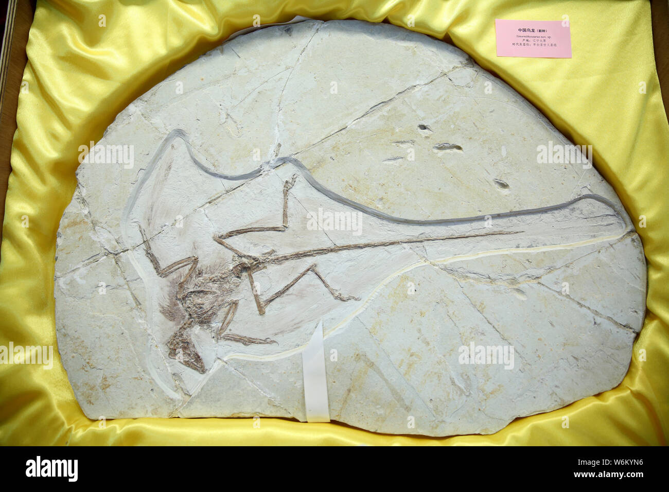 Liaoning fossil hi-res stock photography and images - Alamy