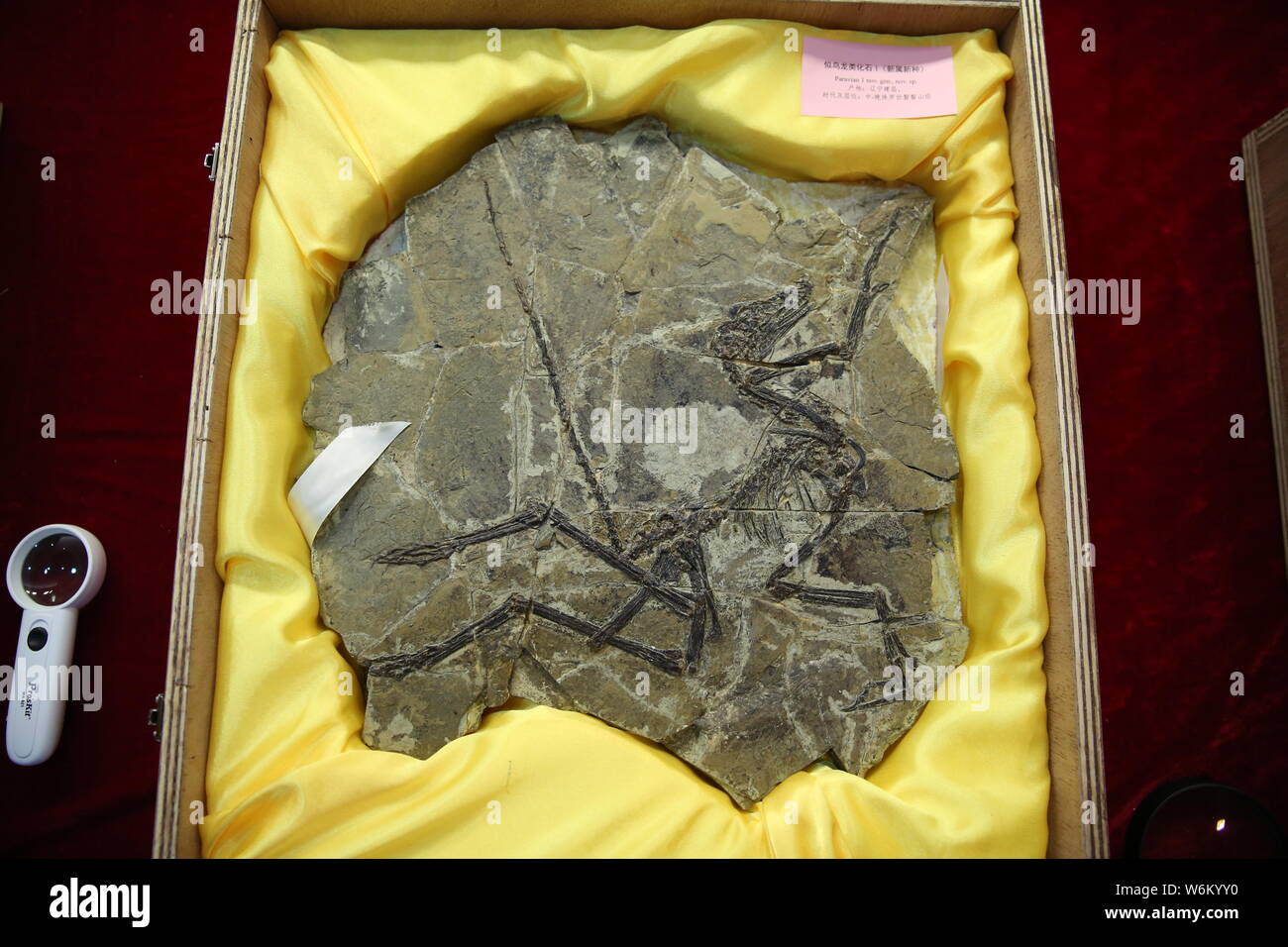 Liaoning fossil hi-res stock photography and images - Alamy